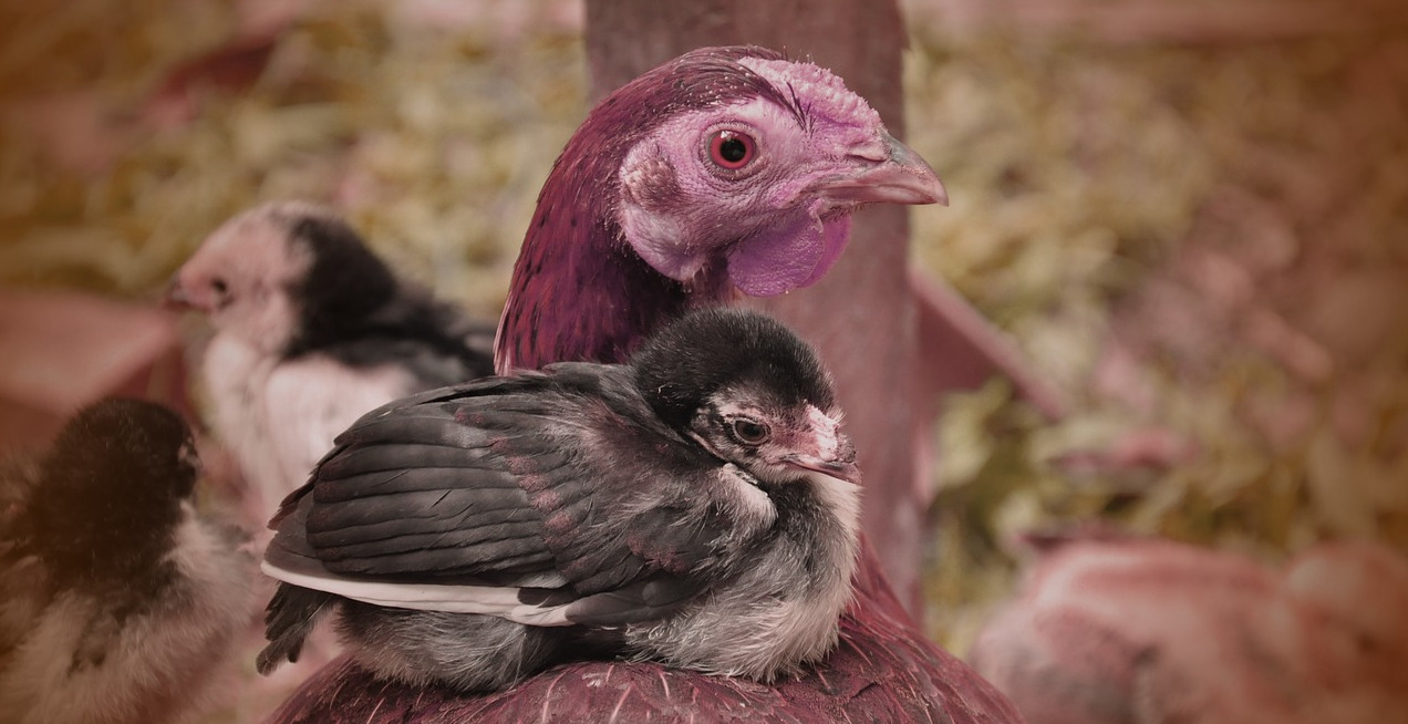 De keerzijde van schattige kuikens en broedmachines – Red een legkip
