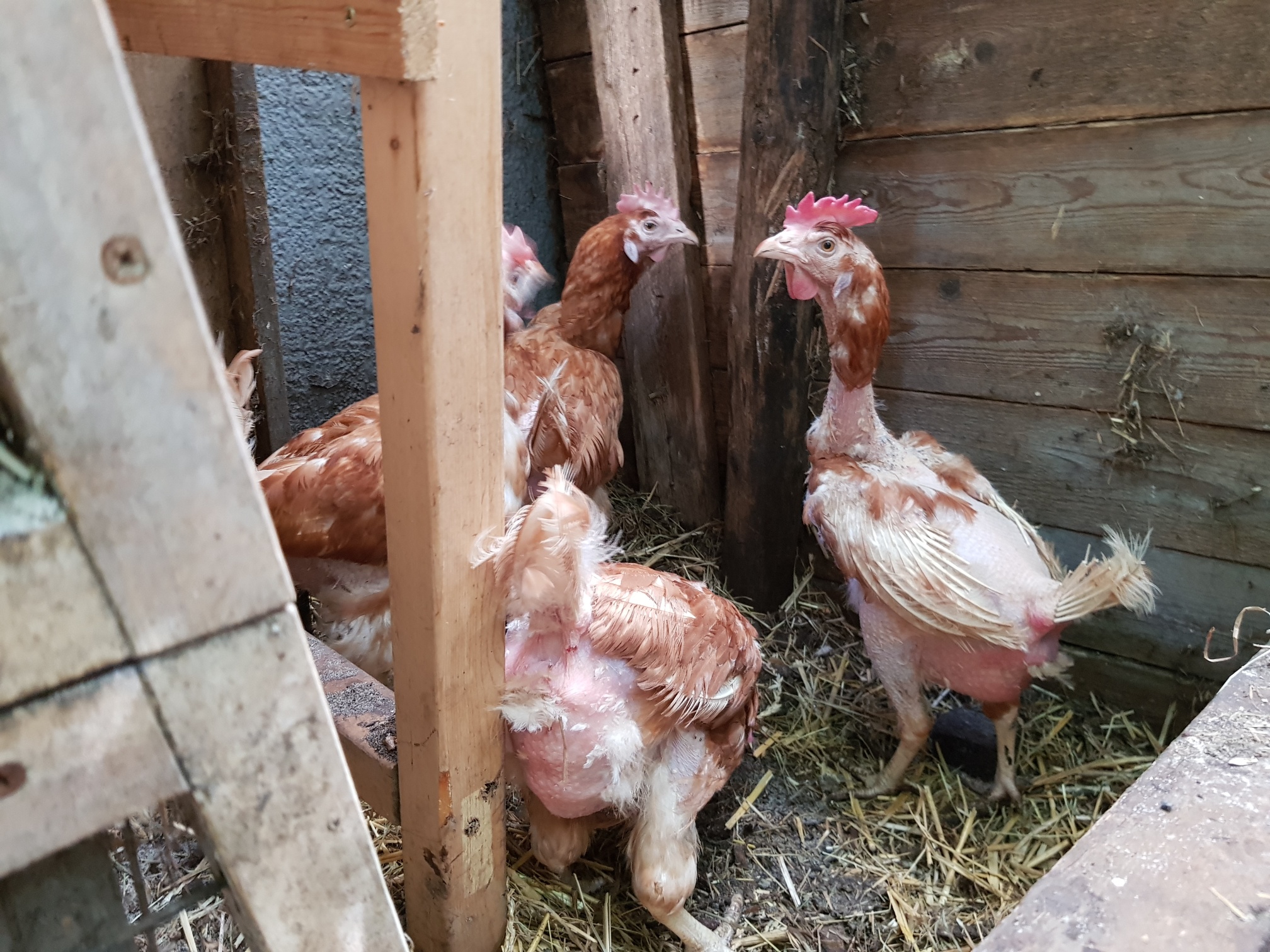 Deze opvangplekken vangen de legkippen op. Adopteer jij ze vervolgens?